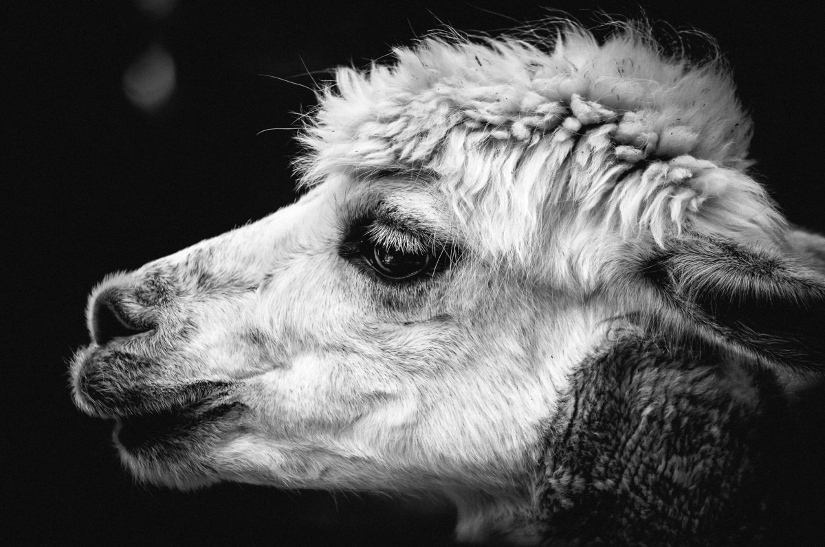 Alpaca LLM: Stanford's Open-Source Model Boosts AI Research and ...